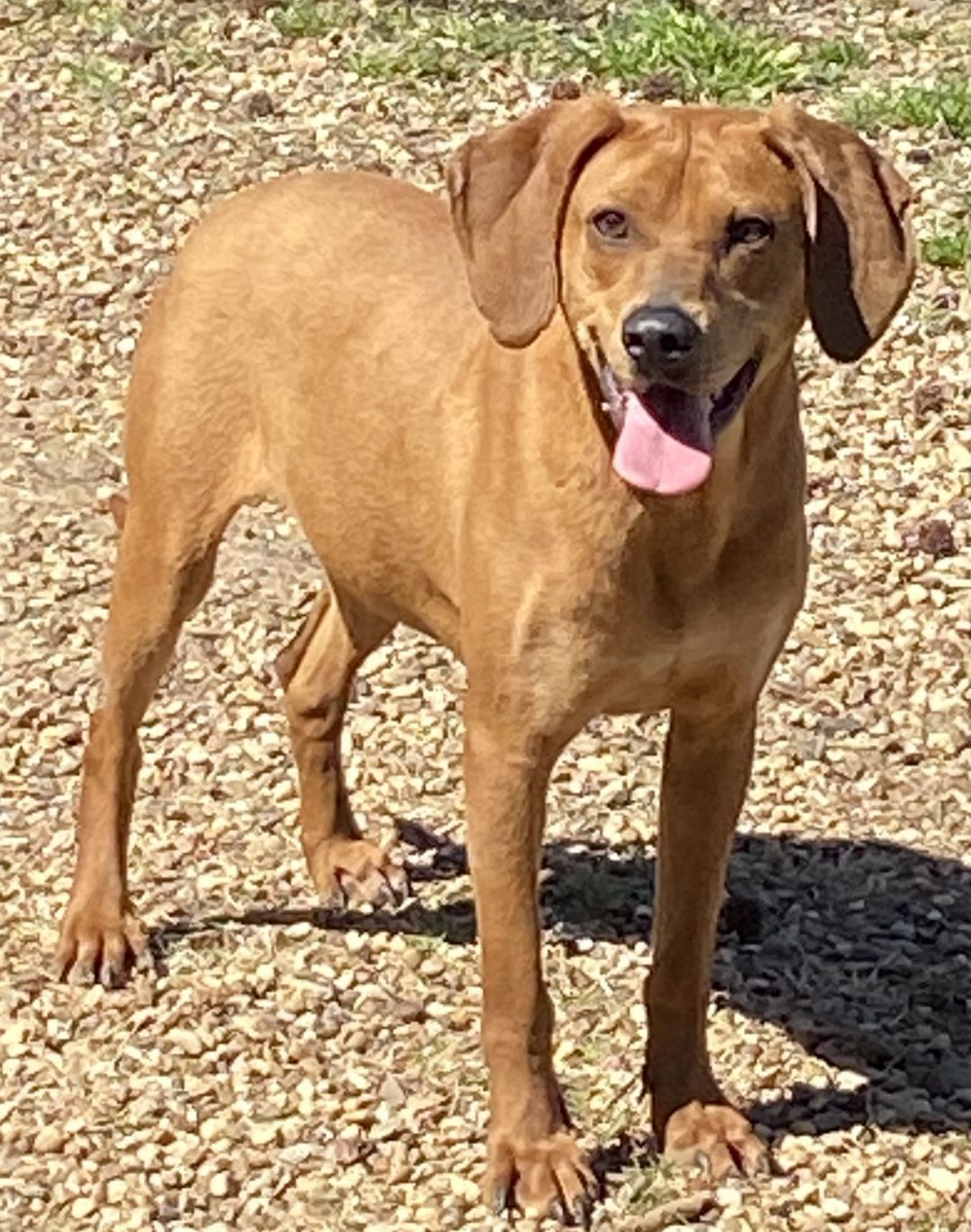 A Different Breed – A Different Breed Animal Rescue Based in DFW, Texas
